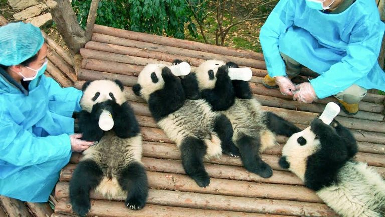 Once upon a time, a Giant Panda cub met a biologist – The Departure Lounge